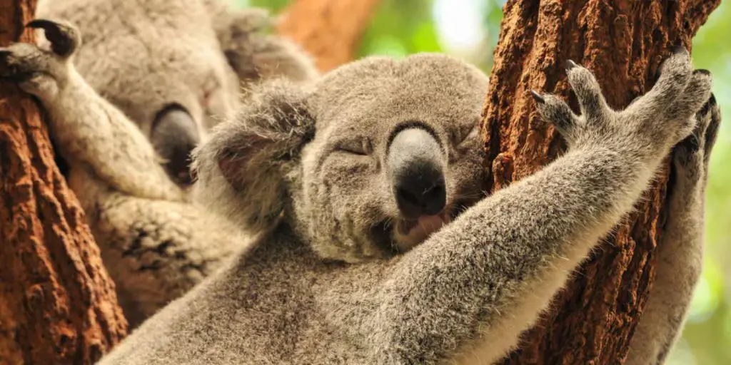 Australian Wildlife - World's Craziest Critters!