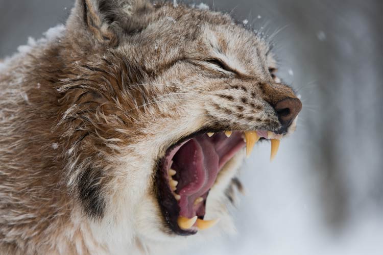 Northern European Animals - Discover Bears, Lynx and more