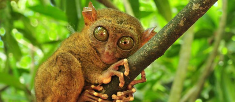 Top 10 Strangest Animals in the World