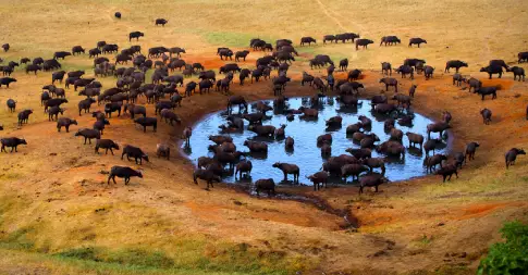 Best Game Parks in Africa & Where to See The Big Five