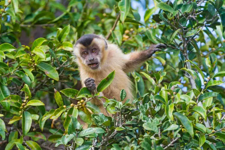 11 Types of Biome and Their Animals (With 100+ Photos & Maps)