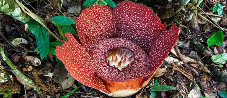 Indigenous Ecotourism & The Giant Rafflesia