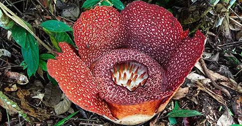 Indigenous Ecotourism & The Giant Rafflesia