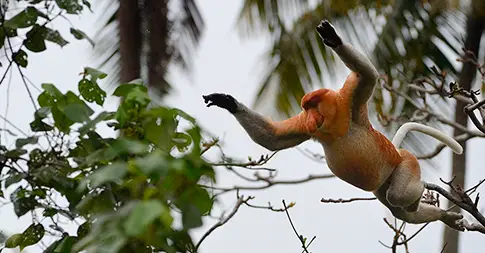 Roaming the Rainforest & The Proboscis Monkey