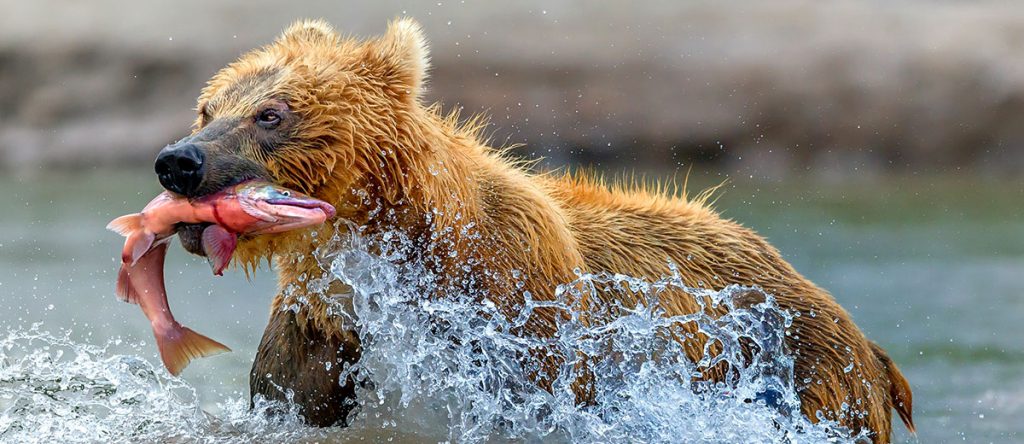 Where to See Bears | A Worldwide Guide With Every Species