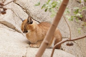 All 40 Species of Wild Cats Organised by Lineage (70+ Photos & Stats)