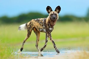 11 Types of Biome and Their Animals (With 100+ Photos & Maps)