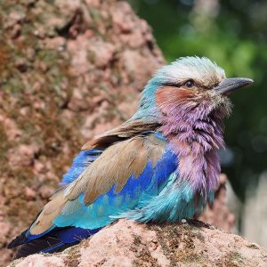 11 Types of Biome and Their Animals (With 100+ Photos & Maps)