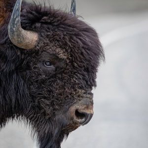 11 Types of Biome and Their Animals (With 100+ Photos & Maps)