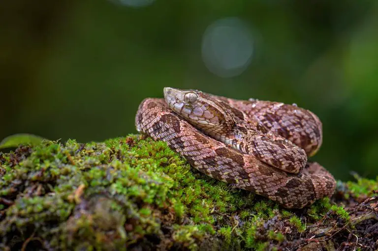 100 Species of Snake Organised by Family and Subfamily (200+ Photos)