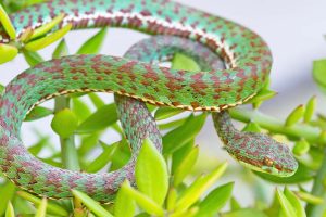 100 Species of Snake Organised by Family and Subfamily (200+ Photos)
