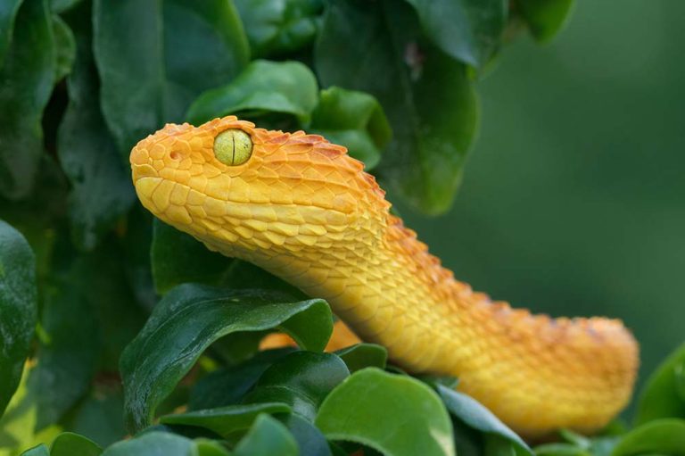 100 Species of Snake Organised by Family and Subfamily (200+ Photos)