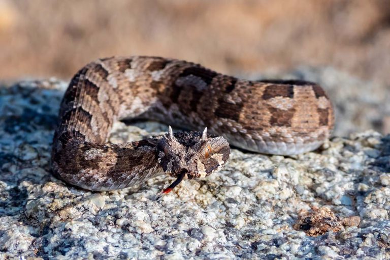 100 Species Of Snake Organised By Family And Subfamily – IJZHGE
