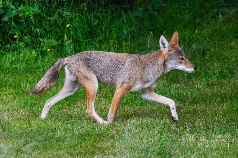 All 15 Species of Wild Dog (Wolves, Jackals & Dogs) | Textbook Travel