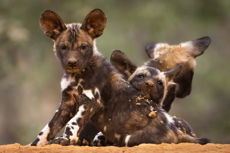 All 15 Species of Wild Dog (Wolves, Jackals & Dogs) | Textbook Travel