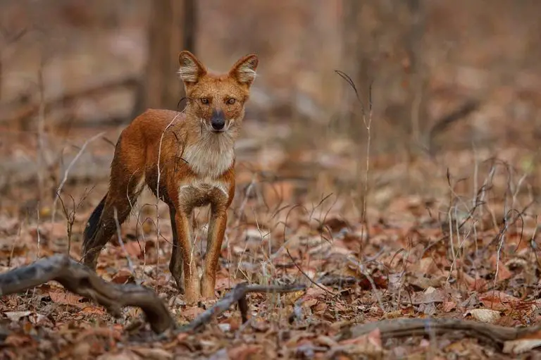 All 15 Species of Wild Dog (Wolves, Jackals & Dogs) | Textbook Travel