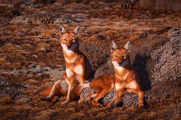 All 15 Species of Wild Dog (Wolves, Jackals & Dogs) | Textbook Travel