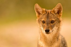 All 15 Species of Wild Dog (Wolves, Jackals & Dogs) | Textbook Travel