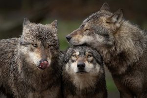 All 15 Species of Wild Dog (Wolves, Jackals & Dogs) | Textbook Travel