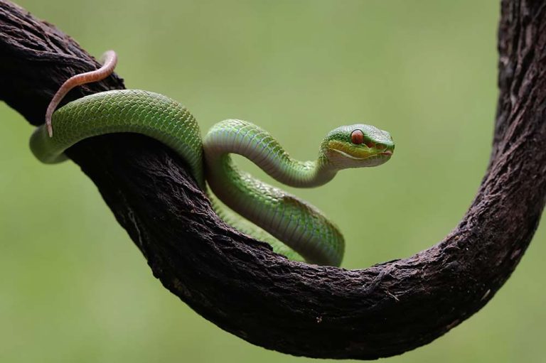 100 Species of Snake Organised by Family and Subfamily (200+ Photos)