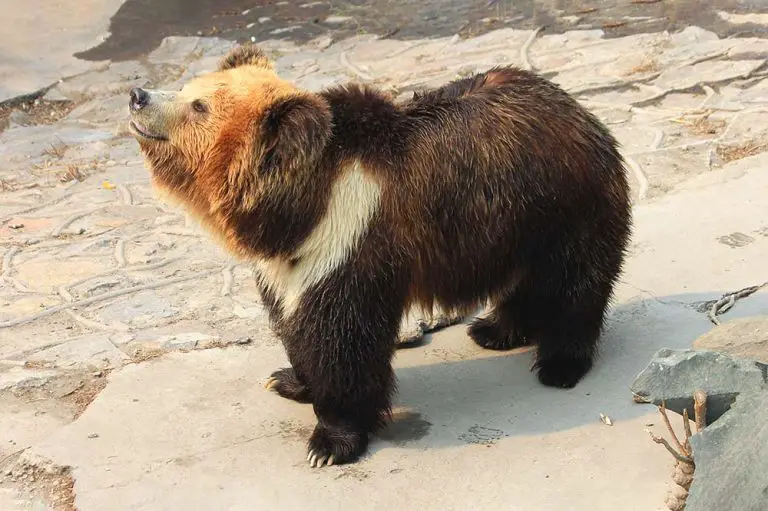 All 8 Species of Bear (+7 Most Beautiful Subspecies) - Textbook Travel