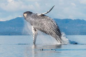 All 13 Types of Ungulate (Odd/Even-Toed &... Whales?) | Textbook Travel