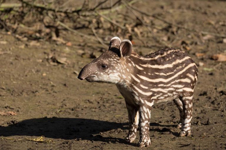 All 13 Types of Ungulate (Odd/Even-Toed &... Whales?) | Textbook Travel
