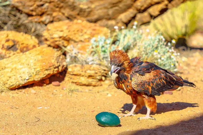 What Are Birds of Prey? Explore All 13 Types of Raptor - Textbook Travel