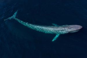 All 13 Types of Ungulate (Odd/Even-Toed &... Whales?) | Textbook Travel