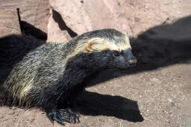 Musteloidea Superfamily | ALL 8 Weasel Subfamilies & 3 Closest Relatives