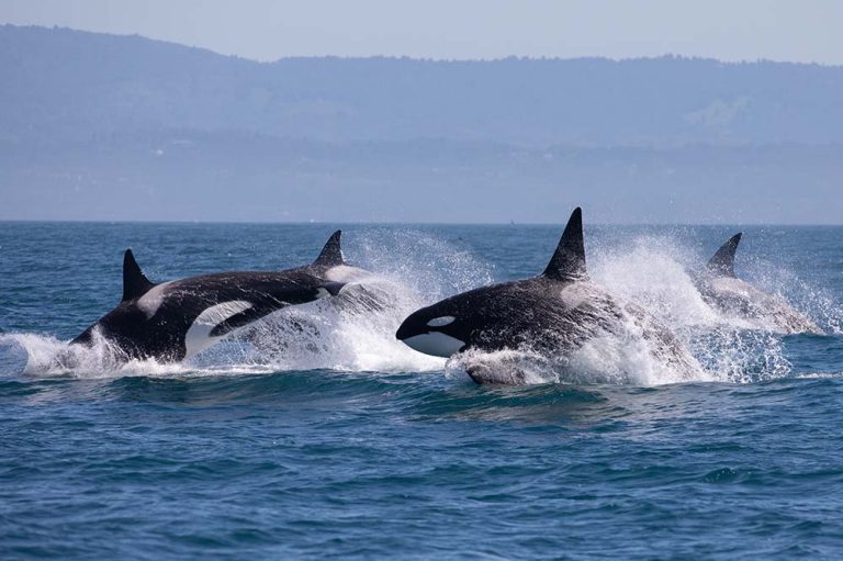 All 13 Types of Ungulate (Odd/Even-Toed &... Whales?) | Textbook Travel