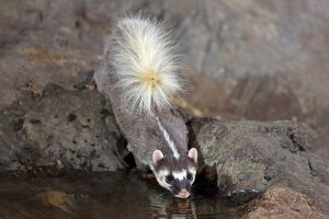 Musteloidea Superfamily | ALL 8 Weasel Subfamilies & 3 Closest Relatives