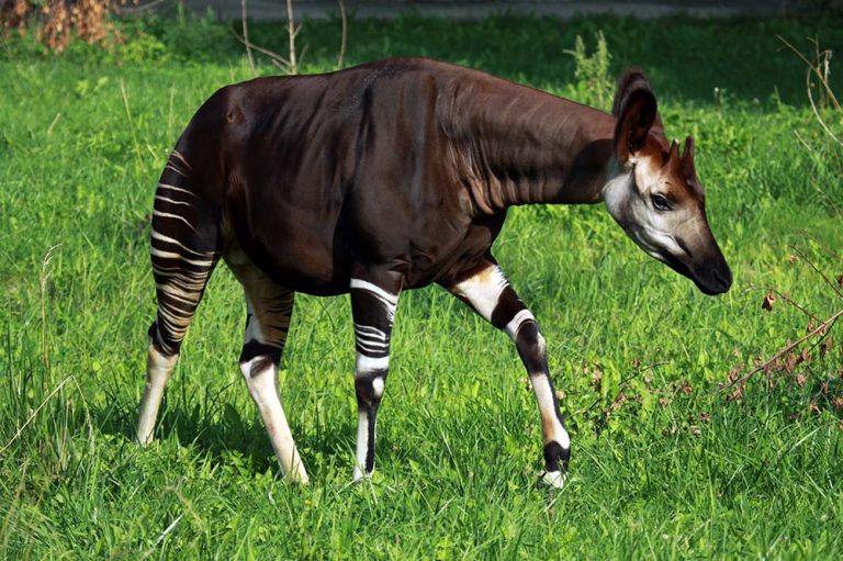 All 13 Types of Ungulate (Odd/Even-Toed &... Whales?) | Textbook Travel
