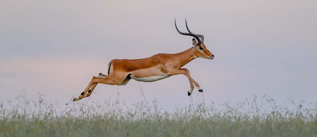 All 13 Types of Ungulate (Odd/Even-Toed &... Whales?) | Textbook Travel