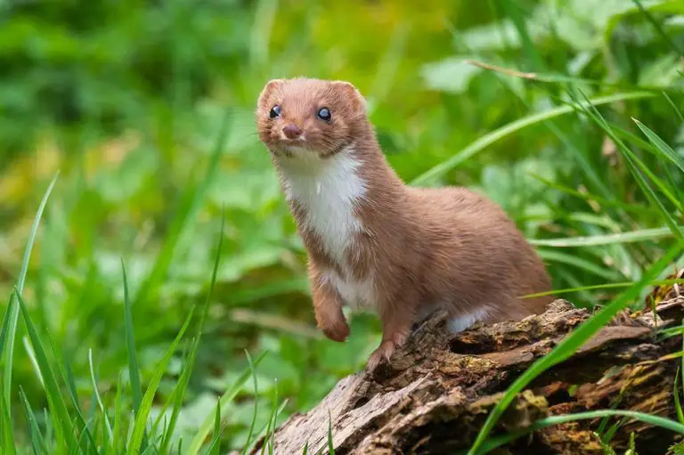 Musteloidea Superfamily | ALL 8 Weasel Subfamilies & 3 Closest Relatives