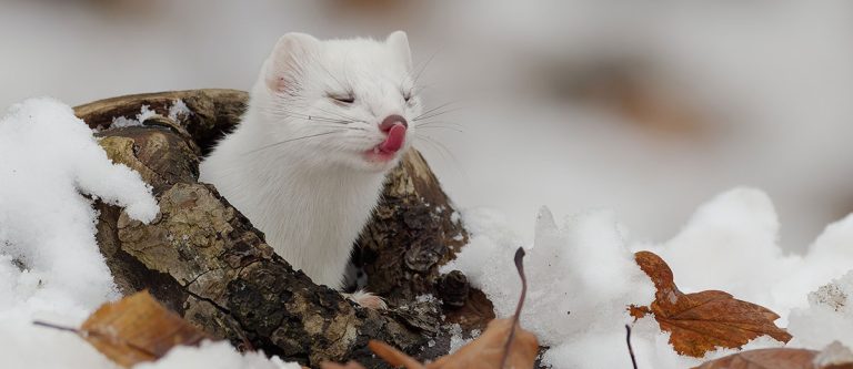 Musteloidea Superfamily | ALL 8 Weasel Subfamilies & 3 Closest Relatives