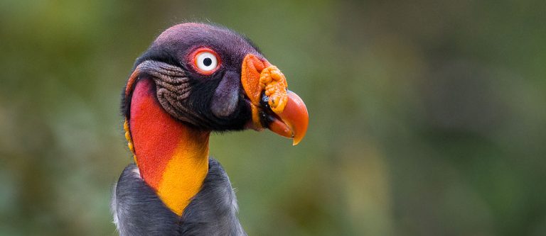 What Are Birds of Prey? Explore All 13 Types of Raptor - Textbook Travel