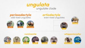 All 13 Types of Ungulate (Odd/Even-Toed &... Whales?) | Textbook Travel