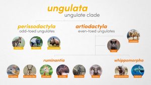 All 13 Types of Ungulate (Odd/Even-Toed &... Whales?) | Textbook Travel