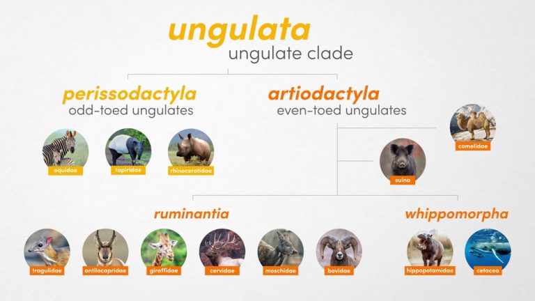 All 13 Types of Ungulate (Odd/Even-Toed &... Whales?) | Textbook Travel