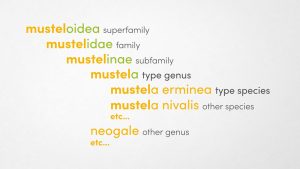 Musteloidea Superfamily | ALL 8 Weasel Subfamilies & 3 Closest Relatives