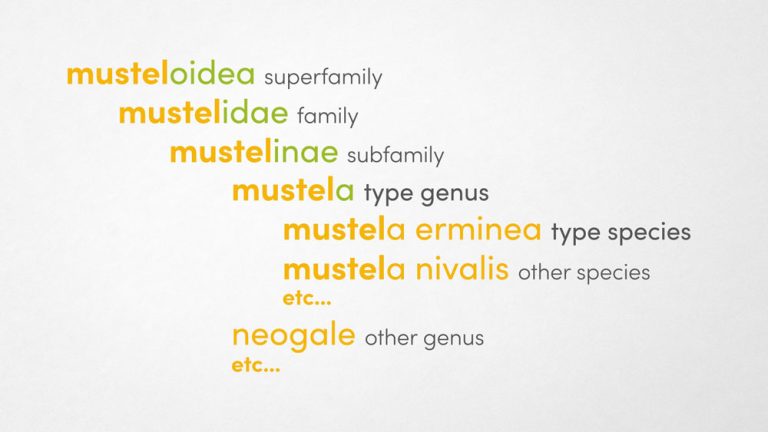 Musteloidea Superfamily | ALL 8 Weasel Subfamilies & 3 Closest Relatives