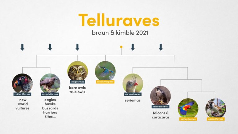 What Are Birds of Prey? Explore All 13 Types of Raptor - Textbook Travel
