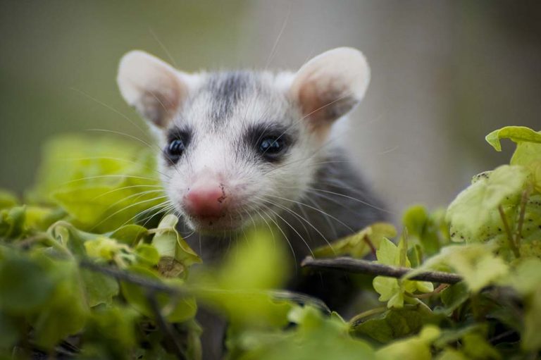 50+ Species of Marsupial from All 19 Families - Textbook Travel