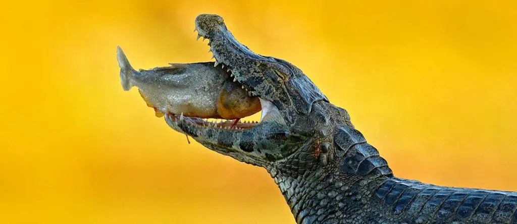 All 8 Biogeographical Realms | Their Animals & Geography