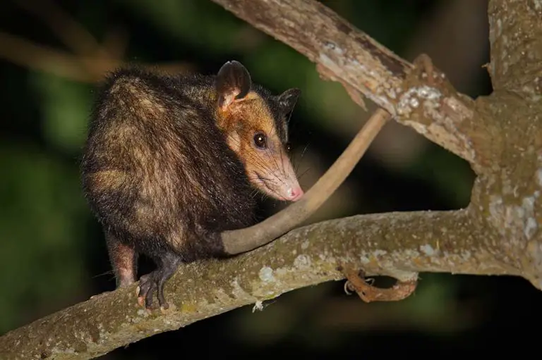 50+ Species of Marsupial from All 19 Families - Textbook Travel