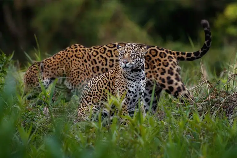 All 8 Biogeographical Realms | Their Animals & Geography