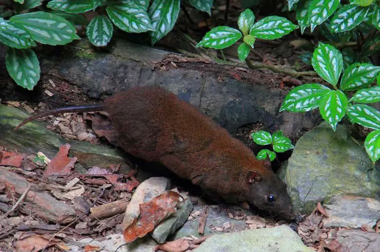 50+ Species of Marsupial from All 19 Families - Textbook Travel