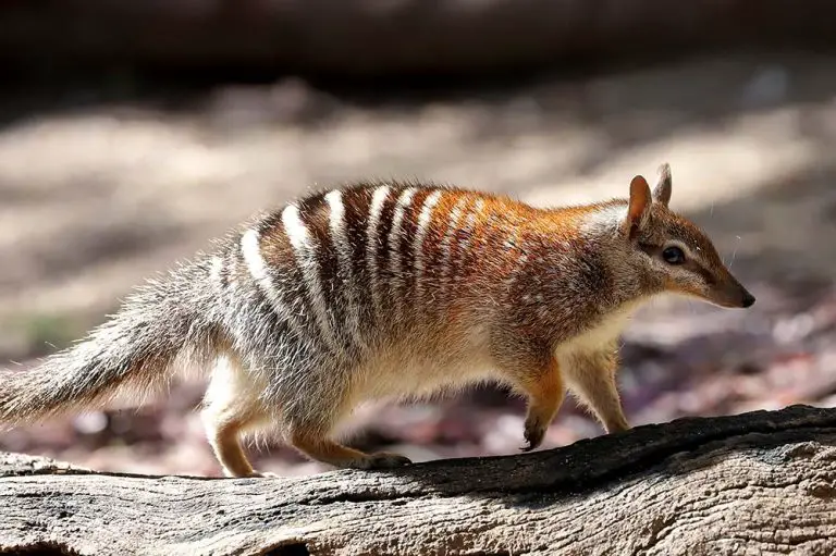 50+ Species of Marsupial from All 19 Families - Textbook Travel