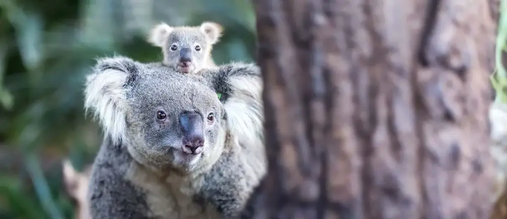 50+ Species of Marsupial from All 19 Families - Textbook Travel